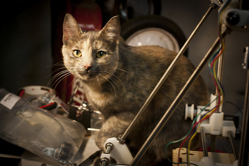 Mac-Cat-Attack! – RasterWeb!